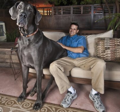 «Giant George» es el perro más grande del mundo - ¡No sabes nada!