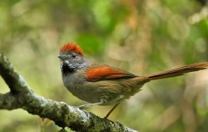 Las crias del pijuí, para protegerse imitan el sonido de una serpiente ...