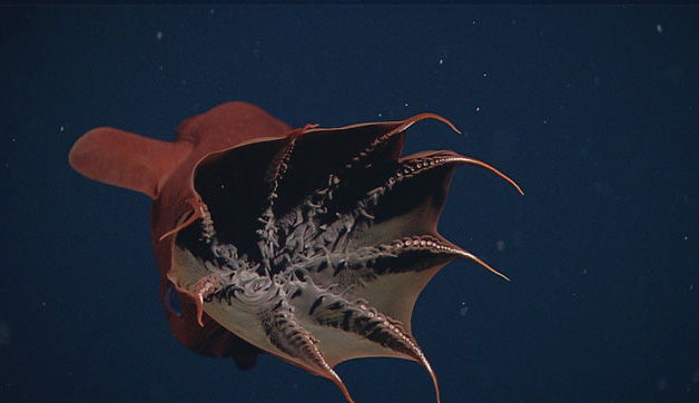 Revelan nuevos secretos del calamar vampiro del infierno - ¡No sabes nada!