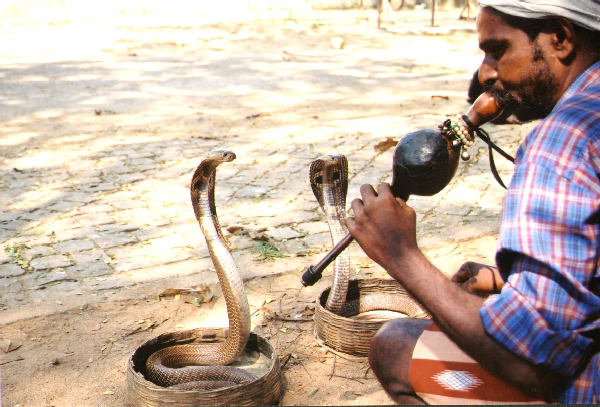 No se puede encantar a las serpientes tocando la flauta, porque son ...