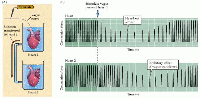 Otto Loewi ganó el Nobel de Medicina en 1936 gracias a un sueño que ...