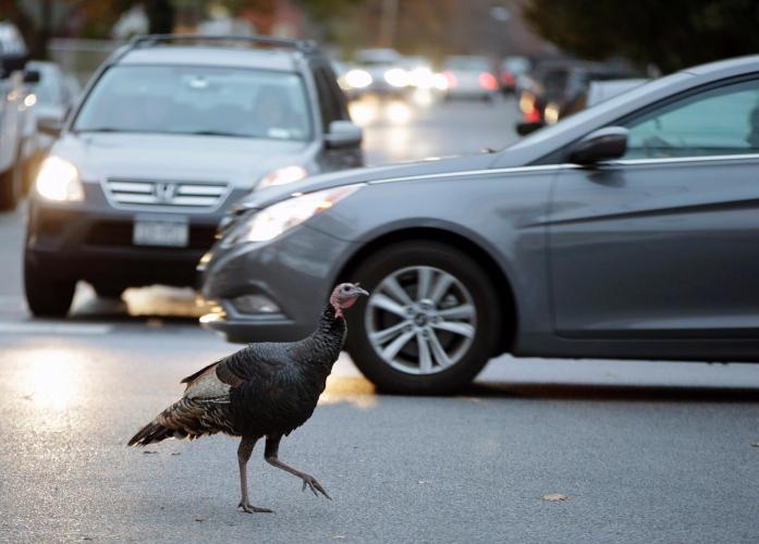 Los pavos invaden Nueva York - ¡No sabes nada!