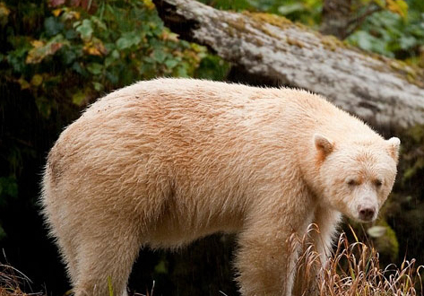 Los misteriosos osos Kermode de Norteamérica - ¡No sabes nada!