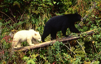 Los misteriosos osos Kermode de Norteamérica - ¡No sabes nada!