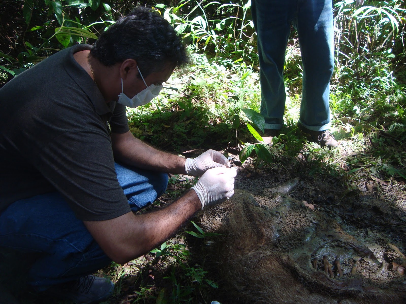 Entomología forense: ¿Que aplicaciones tiene el estudio de los insectos ...