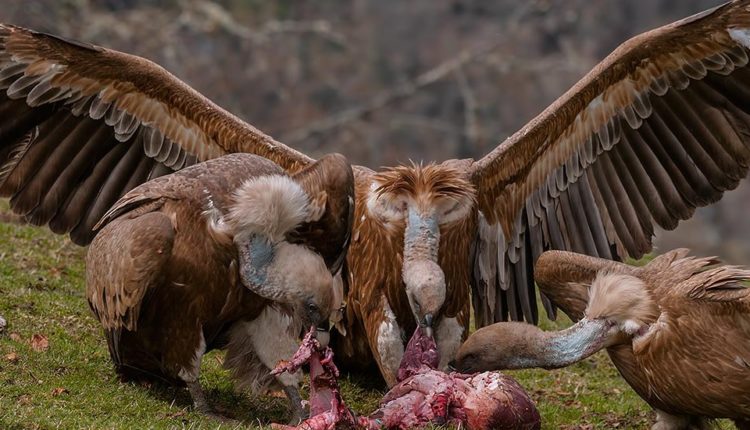 Datos y curiosidades sobre buitres - ¡No sabes nada!