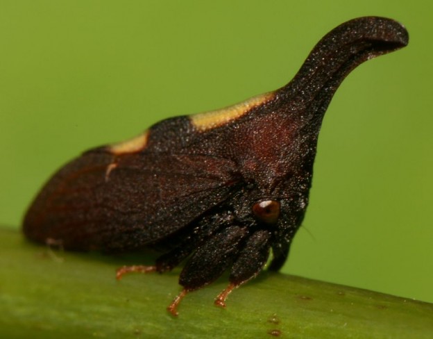 La extraña familia de los membranácidos - ¡No sabes nada!