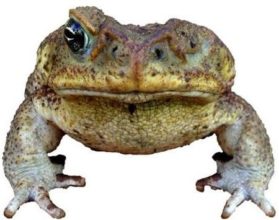 Existe un sapo amazónico que practica la necrofilia - ¡No sabes nada!