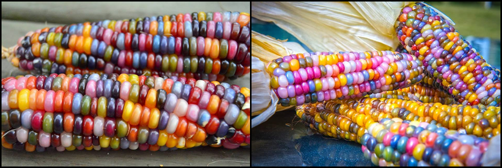 Conoce la increíble mazorca multicolor 'Glass Gem' - ¡No sabes nada!