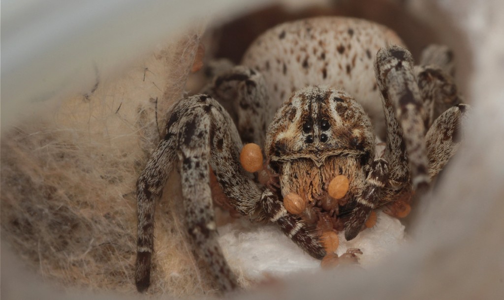 Matrifagia, la forma más cruenta de devoción materna - ¡No sabes nada!