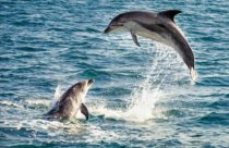 Así es como un delfín ve con la ecolocalización - ¡No sabes nada!