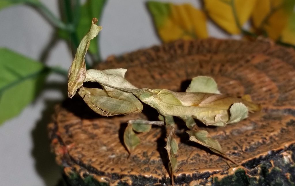 Los fascinantes camuflajes de las mantis - ¡No sabes nada!