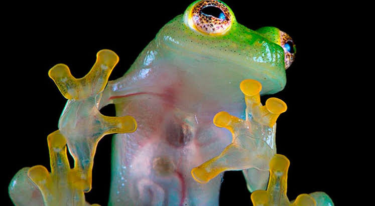 Las ranas de cristal reaparecen en Bolivia - ¡No sabes nada!