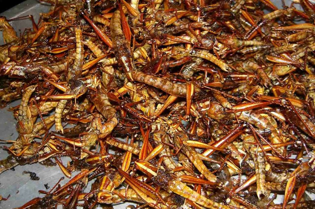 Comer insectos puede solucionar la alimentación de la población mundial