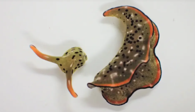 Datos y curiosidades sobre babosa - ¡No sabes nada!