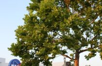 La timidez botánica o los árboles que evitan tocarse entre sí - ¡No ...