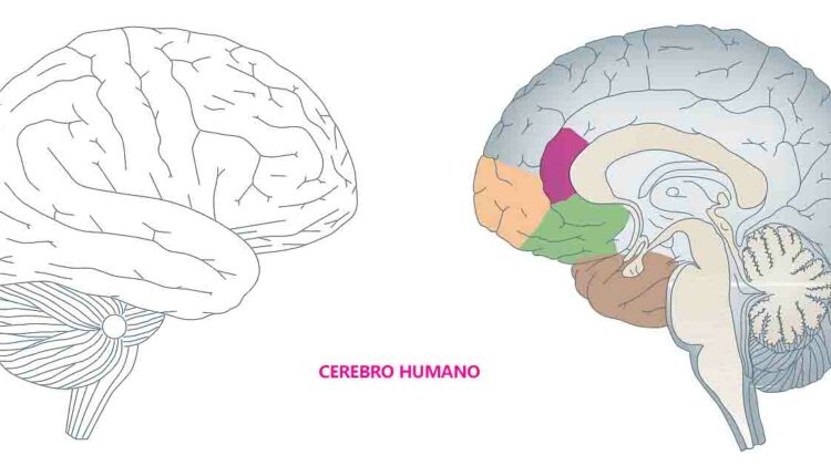 Datos y curiosidades sobre Primates - ¡No sabes nada!