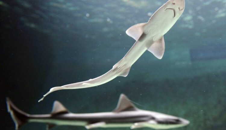 Datos y curiosidades sobre Peces - ¡No sabes nada!