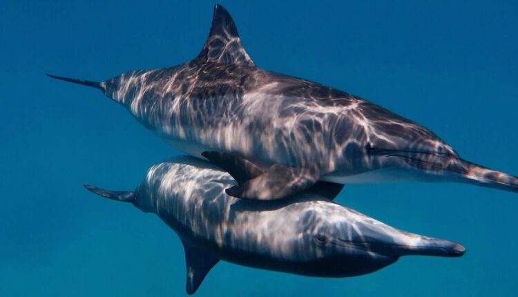 Datos y curiosidades sobre Delfines - ¡No sabes nada!