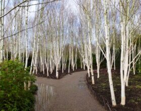La timidez botánica o los árboles que evitan tocarse entre sí - ¡No ...
