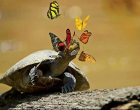 El cocuyo es el insecto mas luminoso de la tierra - ¡No sabes nada!