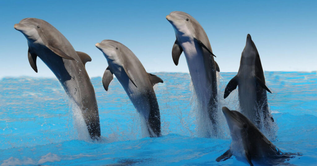 Los delfines forman enormes alianzas - ¡No sabes nada!