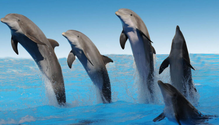 Datos y curiosidades sobre Delfines - ¡No sabes nada!