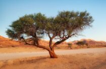 La timidez botánica o los árboles que evitan tocarse entre sí - ¡No ...