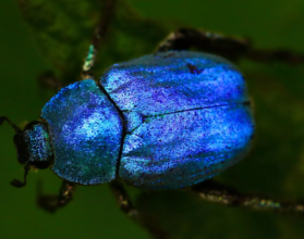 El cocuyo es el insecto mas luminoso de la tierra - ¡No sabes nada!