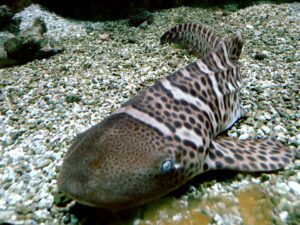 Tiburón cebra: especie en peligro - ¡No sabes nada!