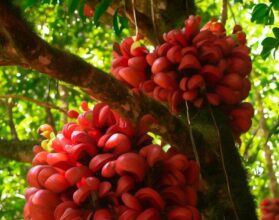 La timidez botánica o los árboles que evitan tocarse entre sí - ¡No ...