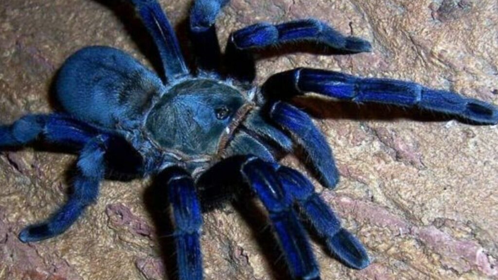 La tarántula de color azul eléctrico - ¡No sabes nada!