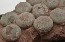 Los 5 huevos de ave más bonitos - ¡No sabes nada!