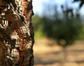 La timidez botánica o los árboles que evitan tocarse entre sí - ¡No ...