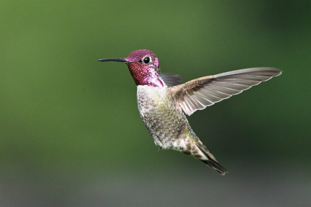 La leyenda Maya del colibrí - ¡No sabes nada!