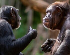 Unos científicos enseñaron a un grupo de monos a usar dinero. Al poco ...