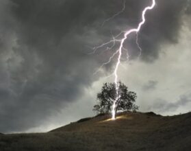 La timidez botánica o los árboles que evitan tocarse entre sí - ¡No ...